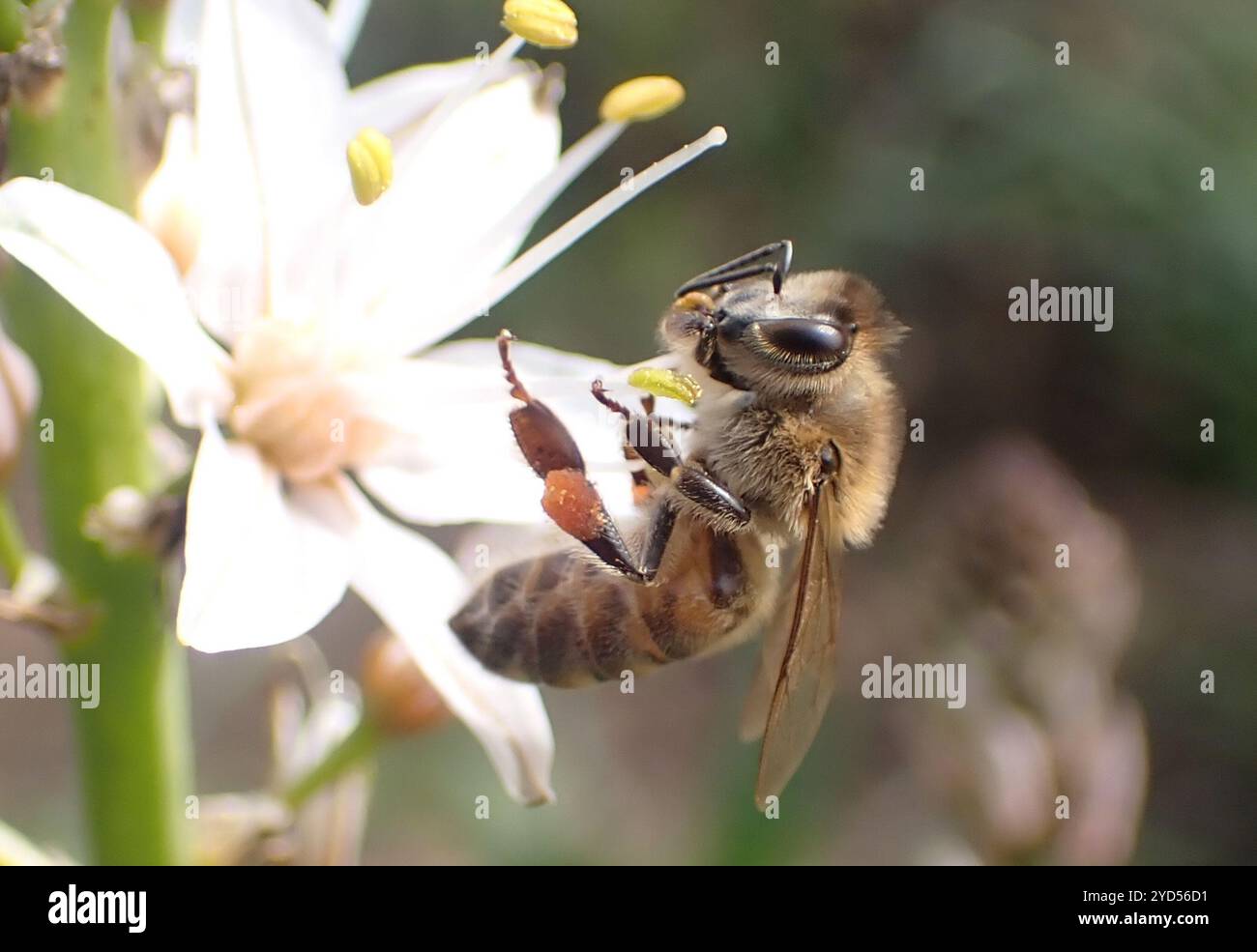 Anatolian Honey Bee (Apis mellifera anatoliaca Stock Photo - Alamy
