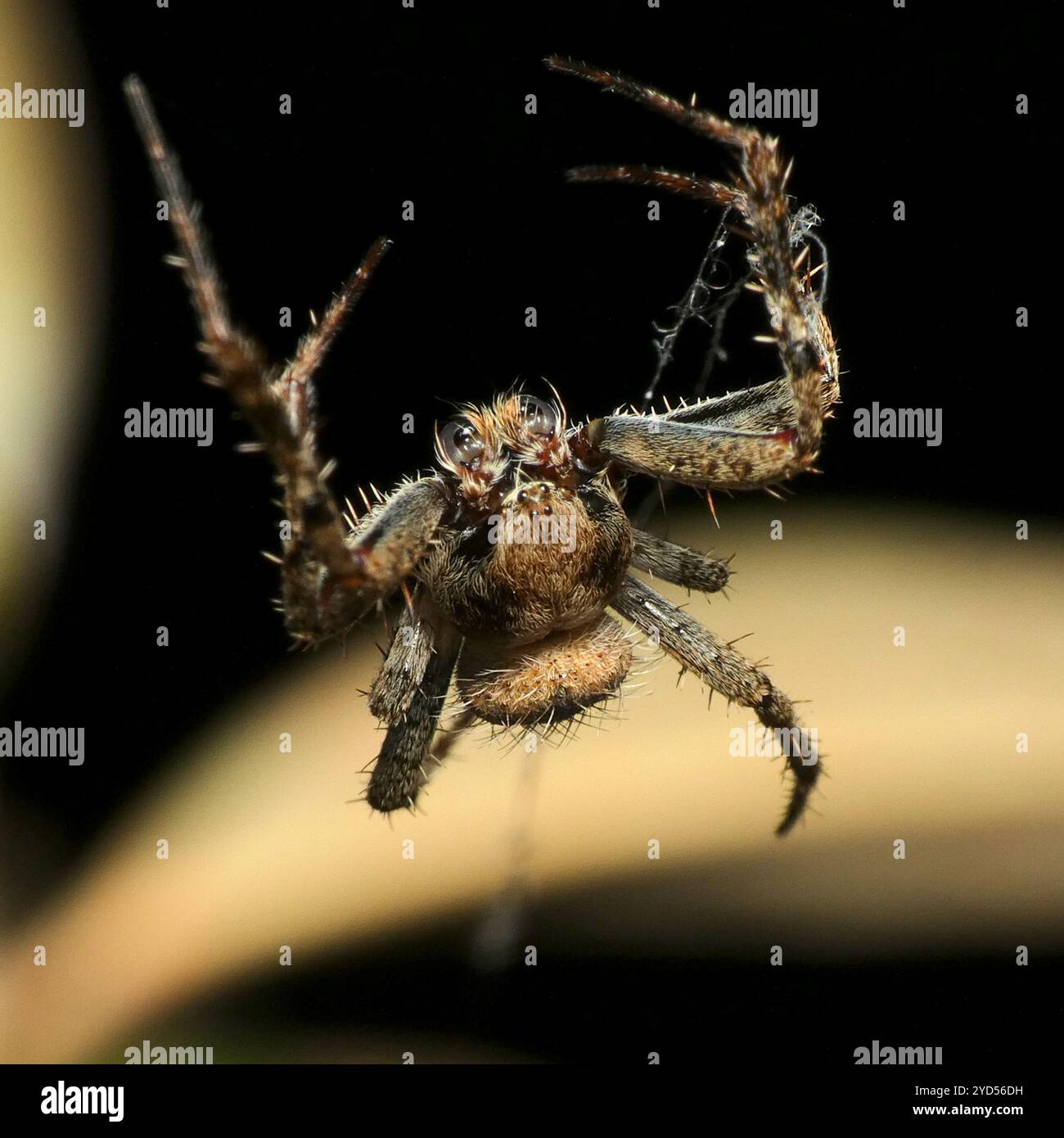 Black-spotted Araneus Hairy Field Spider (Araneus nigroquadratus Stock ...