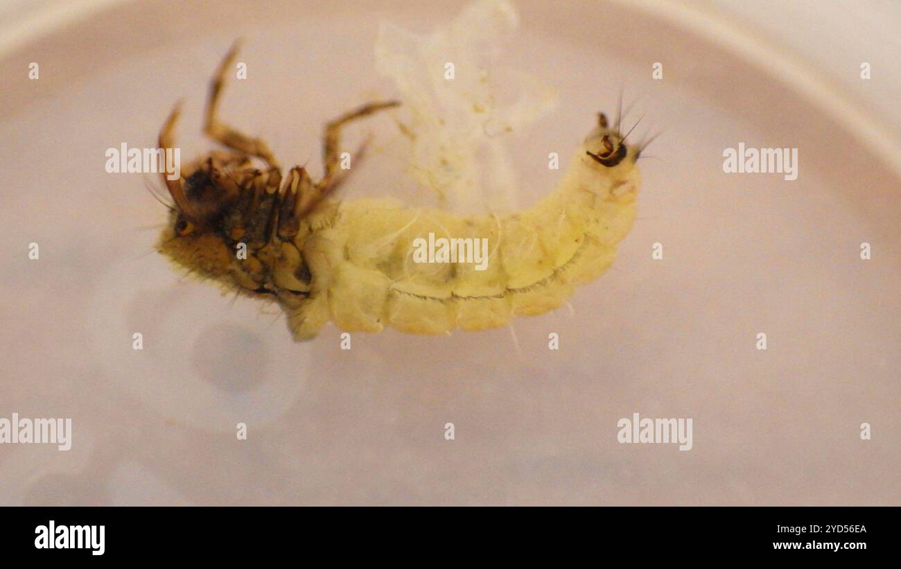 Stonecase Caddisflies (Uenoidae Stock Photo - Alamy