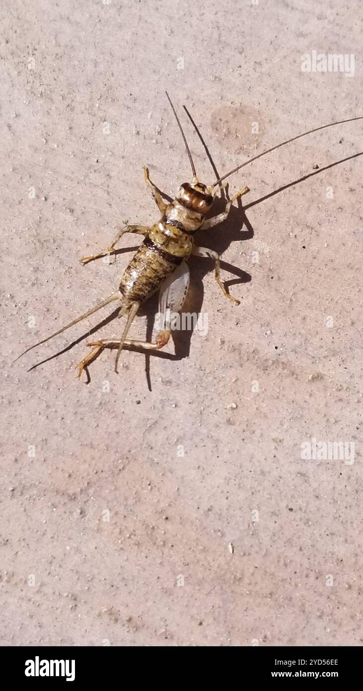 Tropical House Cricket (Gryllodes sigillatus Stock Photo - Alamy