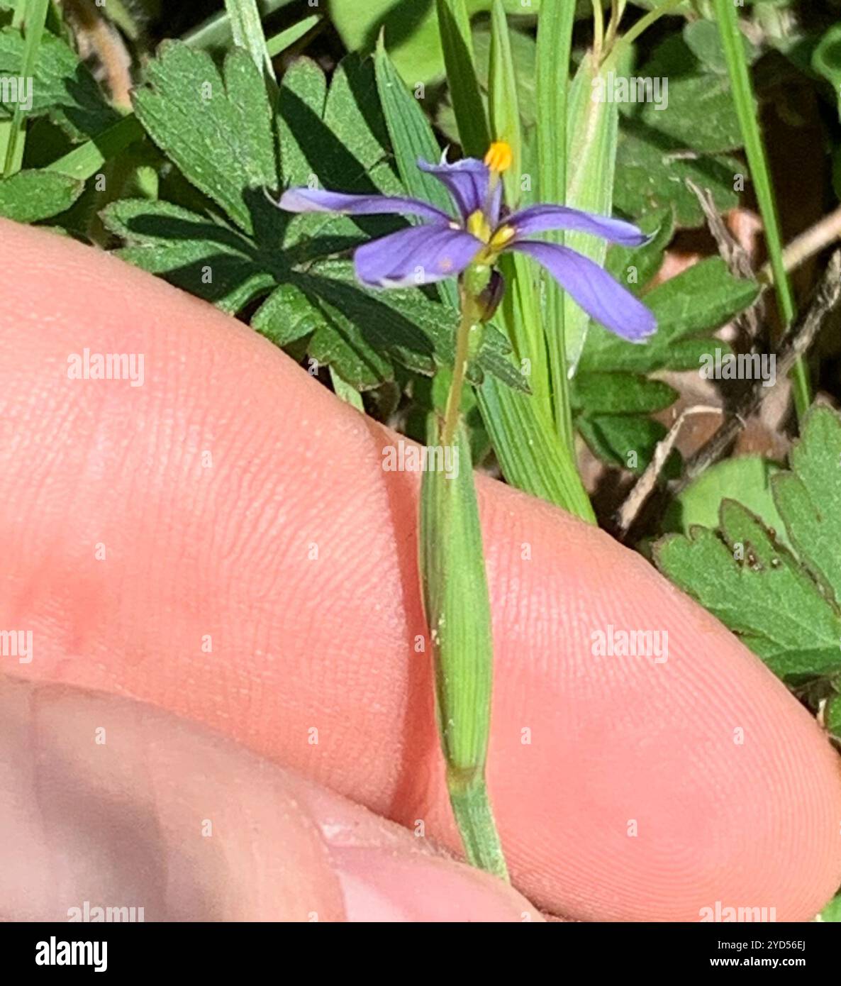 narrow-leaved blue-eyed grass (Sisyrinchium angustifolium Stock Photo ...
