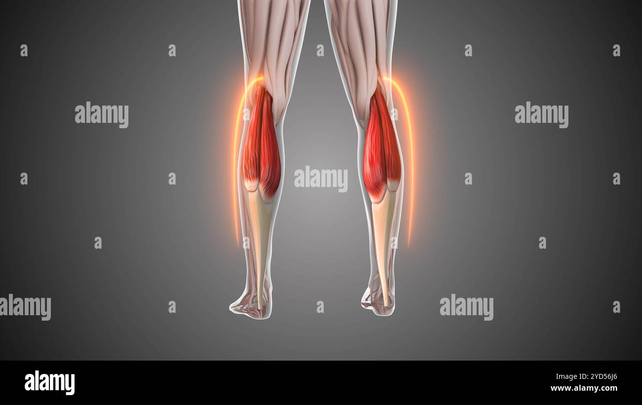Animation of the Gastrocnemius muscles Stock Photo - Alamy