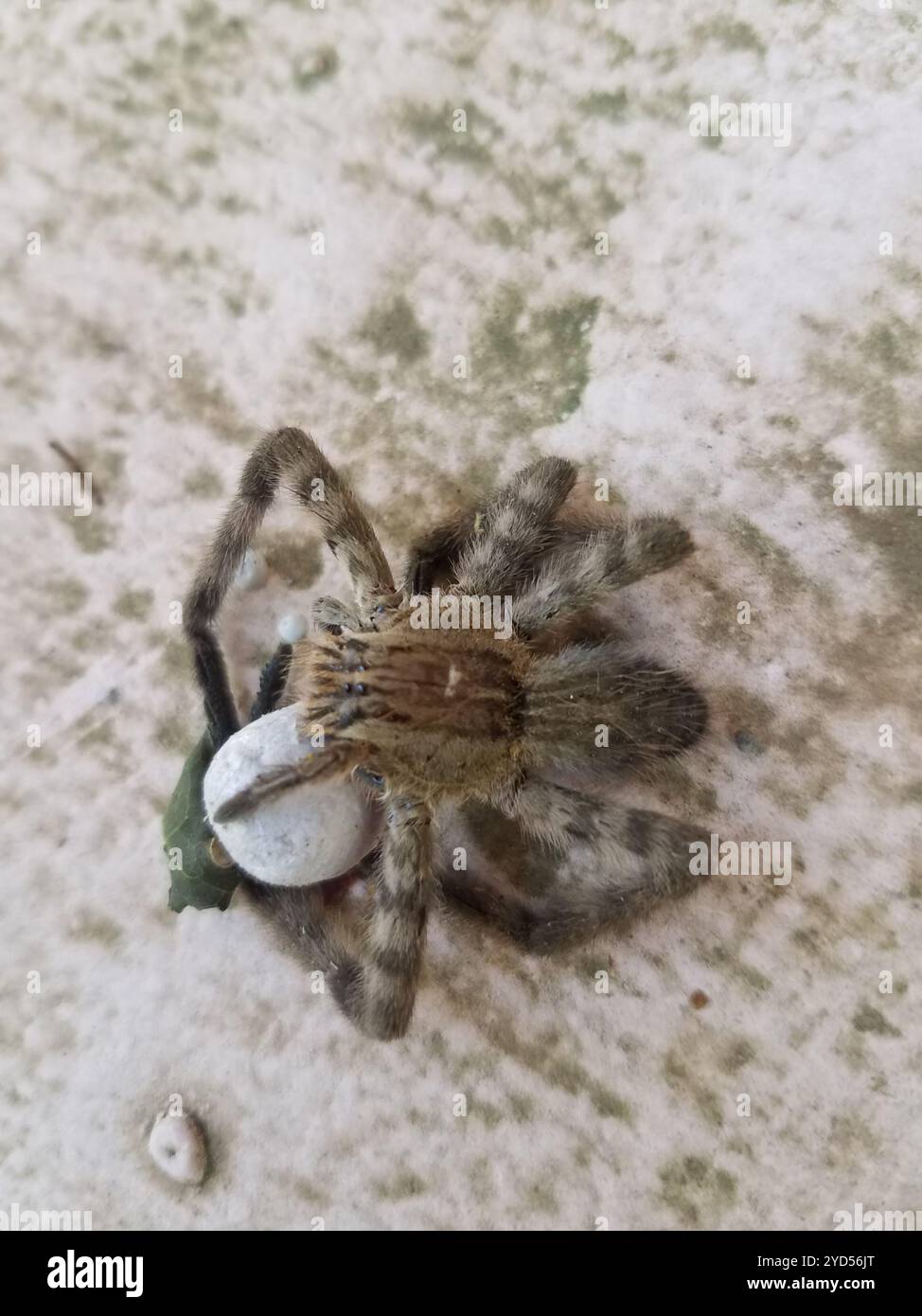 Tiger Bromeliad Spider (Cupiennius salei Stock Photo - Alamy