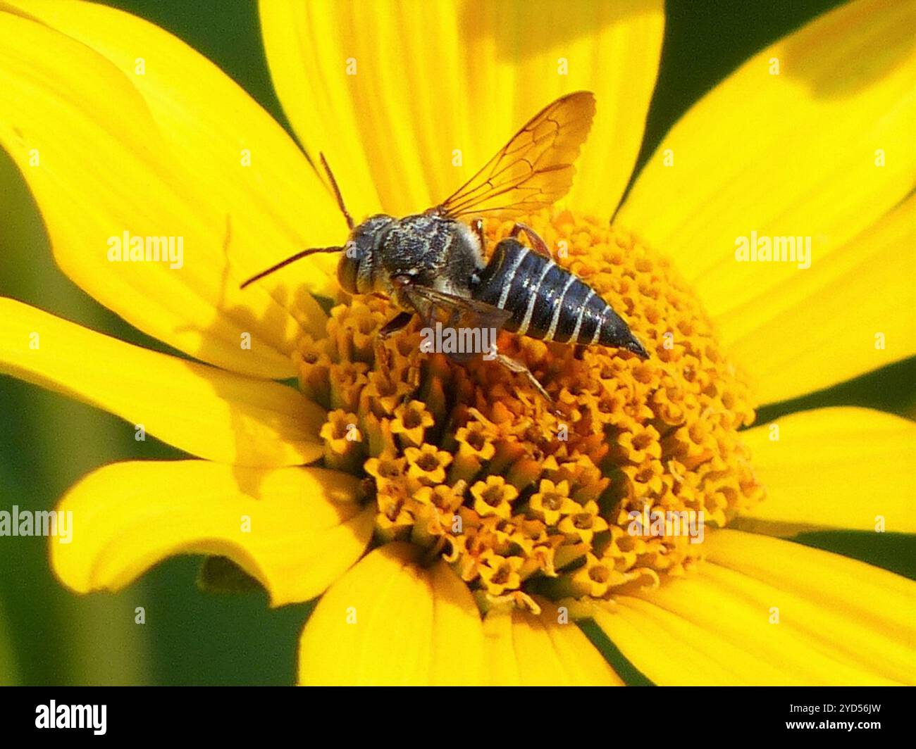 Eight-toothed Cuckoo Leaf-cutter Bee (Coelioxys octodentatus Stock ...