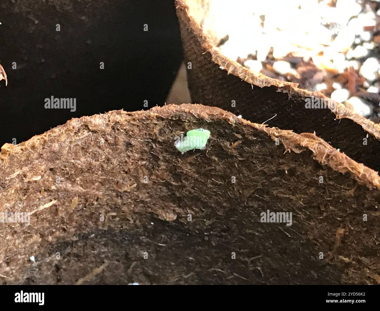 Torpedo Bug (Siphanta acuta Stock Photo - Alamy