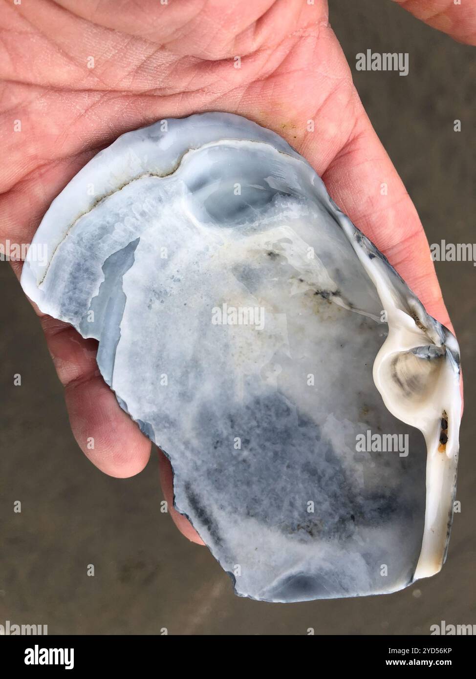 Pacific Gaper (Tresus nuttallii Stock Photo - Alamy