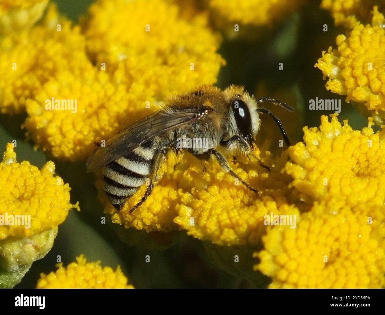 Cellophane Bees (Colletes Stock Photo - Alamy