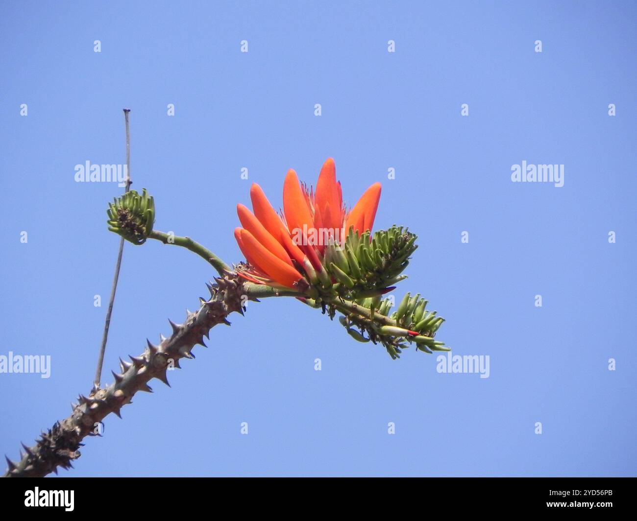 Coral trees (Erythrina Stock Photo - Alamy