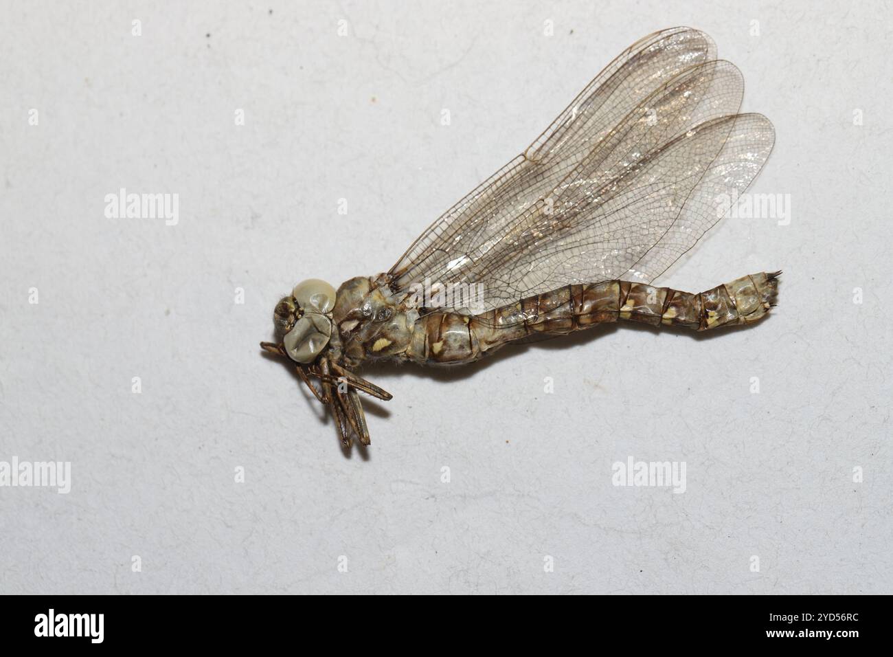 Ocellated Darner (Boyeria grafiana Stock Photo - Alamy