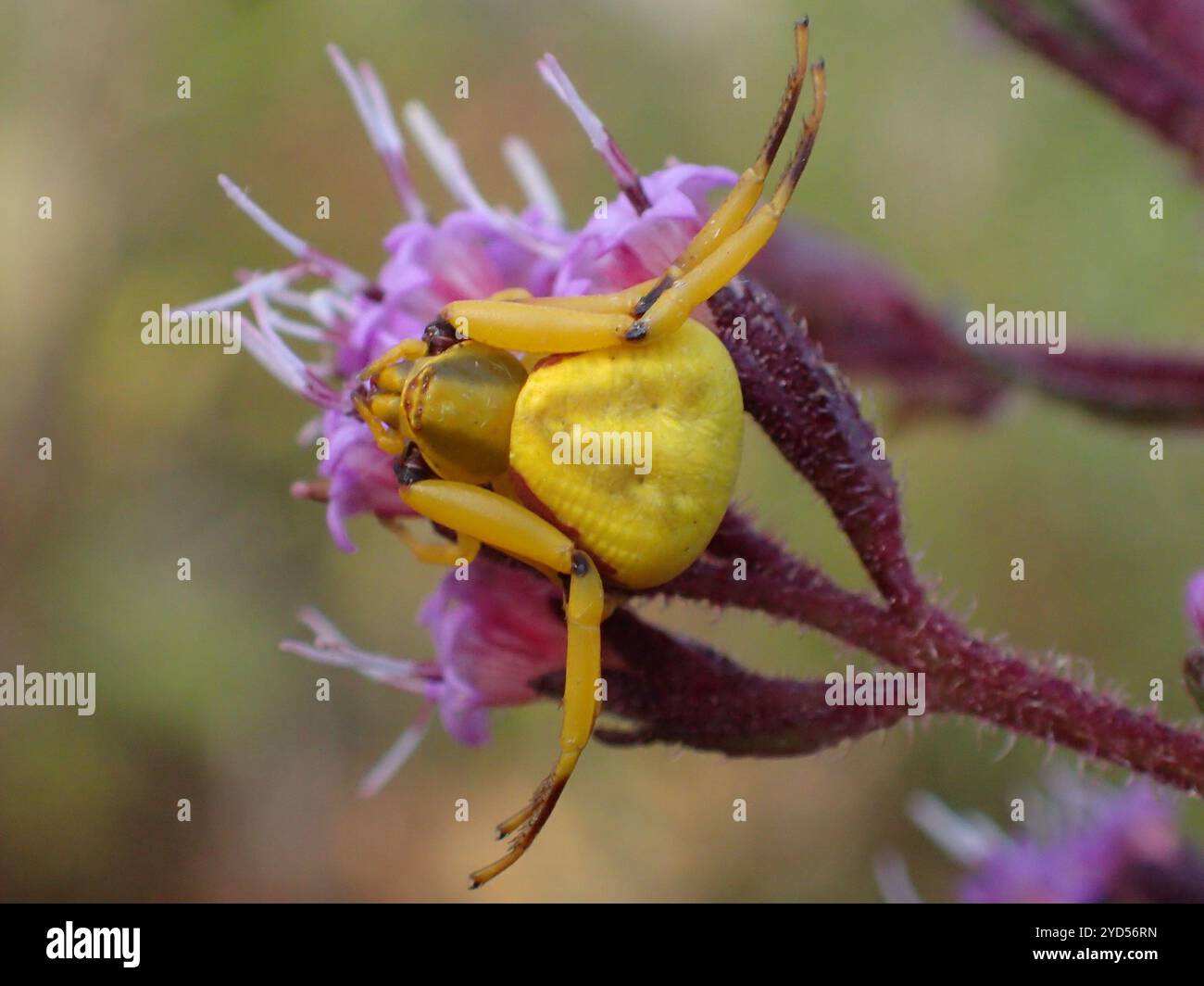 White-banded Crab Spider (Misumenoides formosipes Stock Photo - Alamy