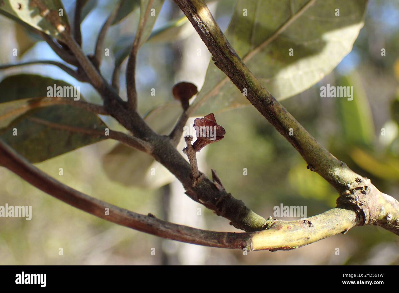 Swamp Bay (Persea palustris Stock Photo - Alamy