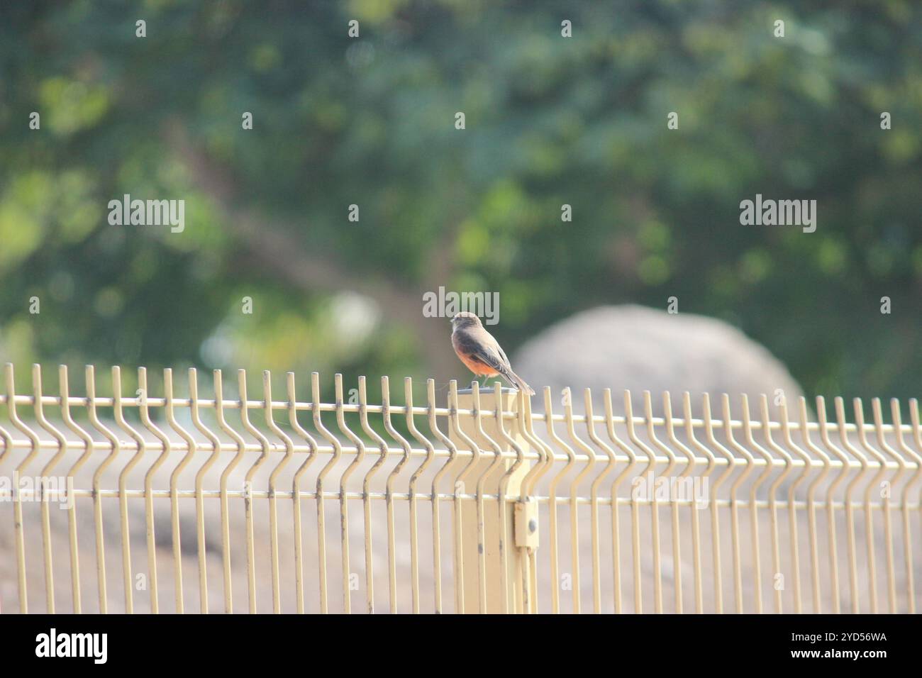 Vermilion Flycatcher (Pyrocephalus rubinus Stock Photo - Alamy