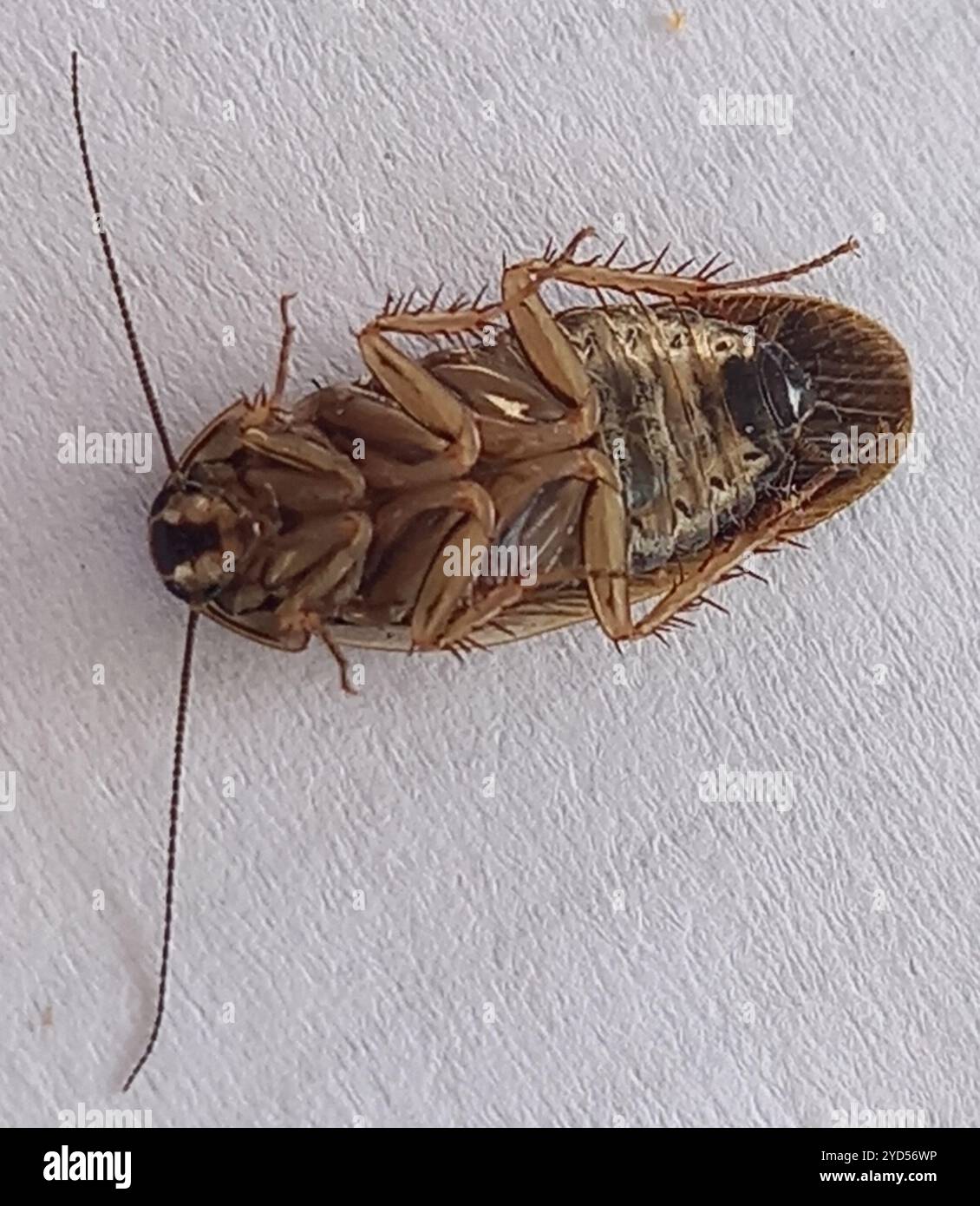 Giant Cockroaches (Blaberidae Stock Photo - Alamy