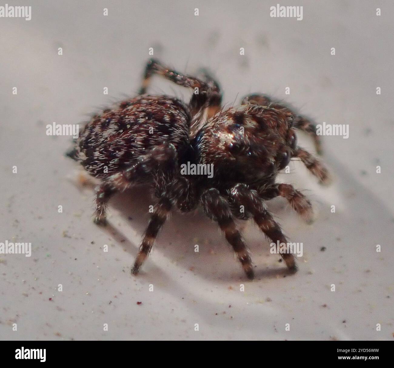 Downy jumping spider (Attulus pubescens Stock Photo - Alamy