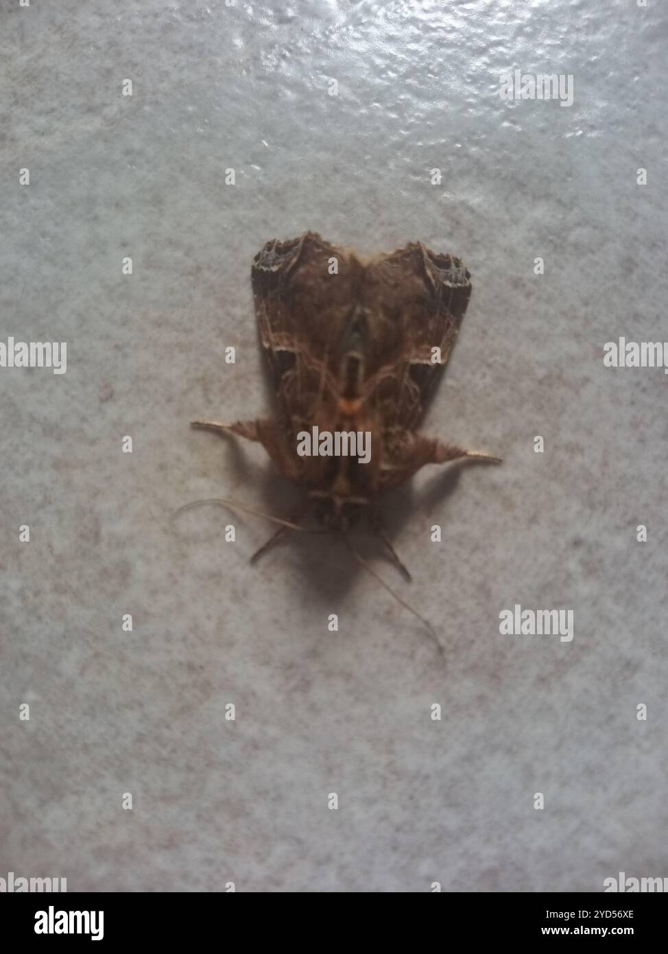 Fern Moths (Callopistria Stock Photo - Alamy