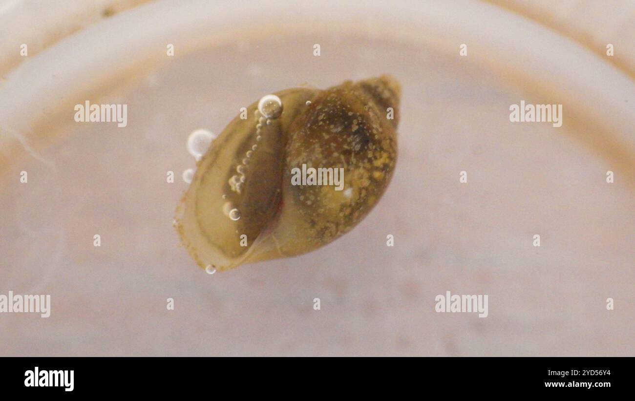 Bladder Snails (Physidae Stock Photo - Alamy