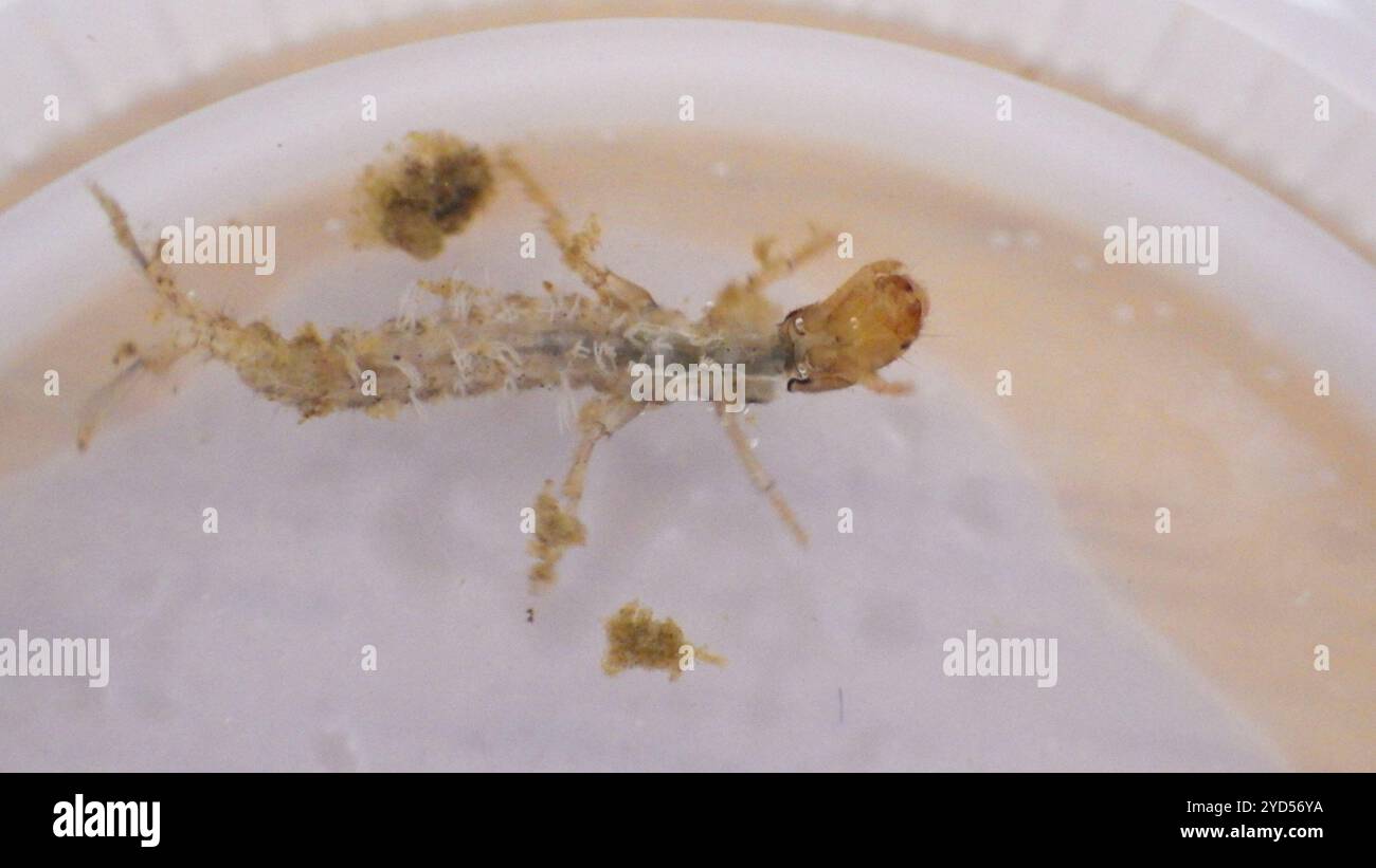 Net-spinning Caddisflies (Hydropsychidae Stock Photo - Alamy