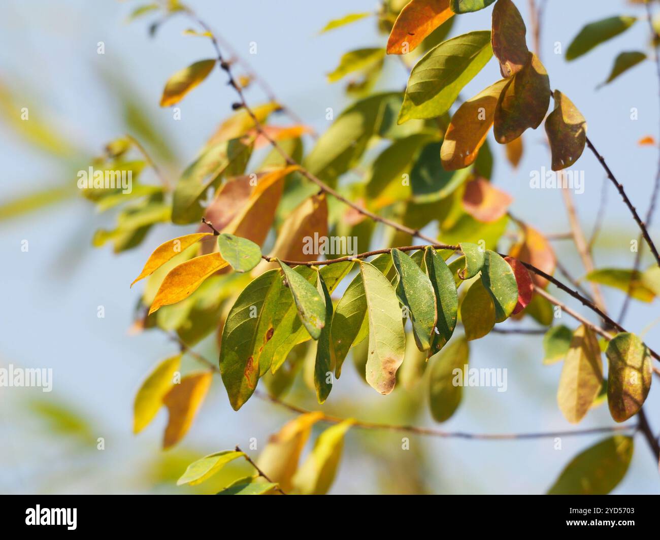 Pop-gun Seed (Bridelia tomentosa Stock Photo - Alamy