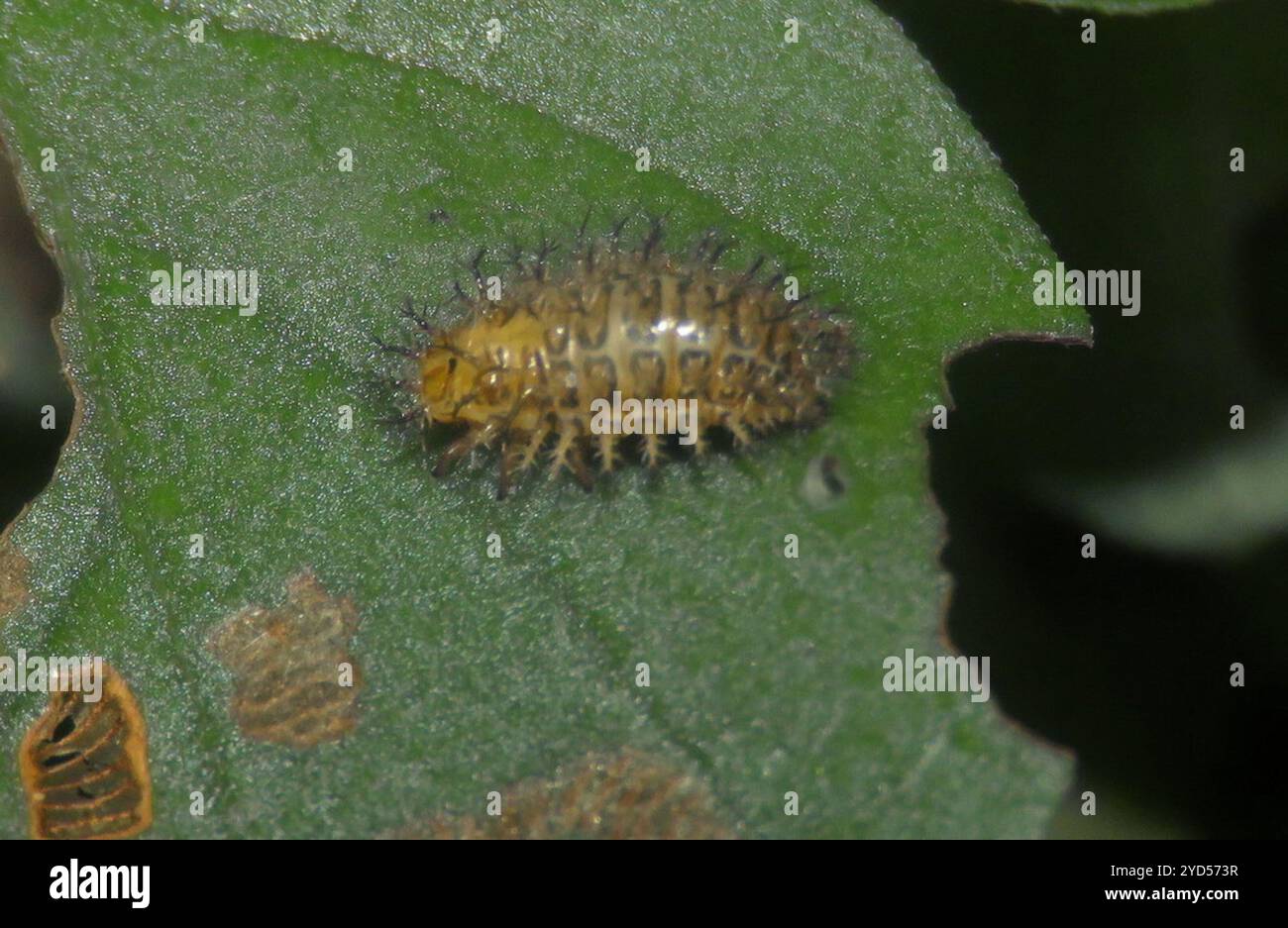Plant-eating Lady Beetles (Epilachnini Stock Photo - Alamy