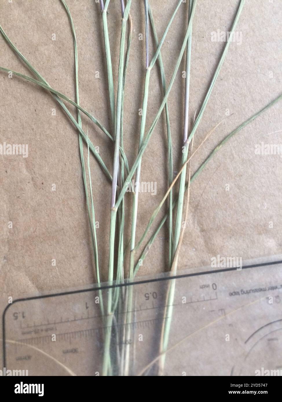 Marsh Hay Cordgrass (Sporobolus pumilus Stock Photo - Alamy