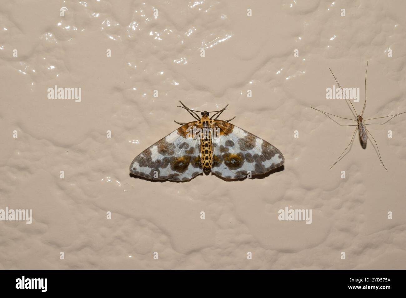 Magpie Moths (Abraxas Stock Photo - Alamy