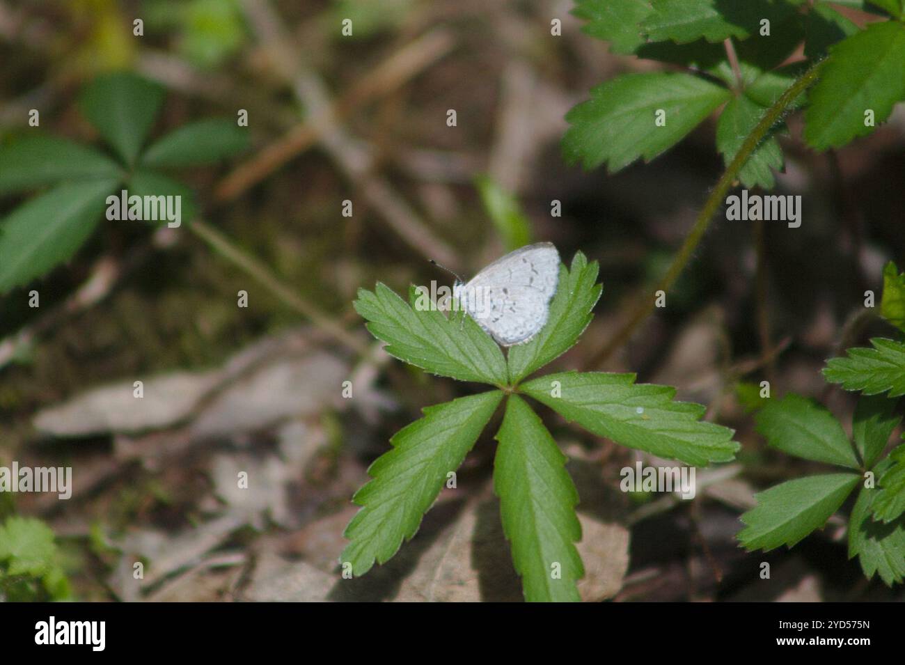 Northern Azure (Celastrina lucia Stock Photo - Alamy