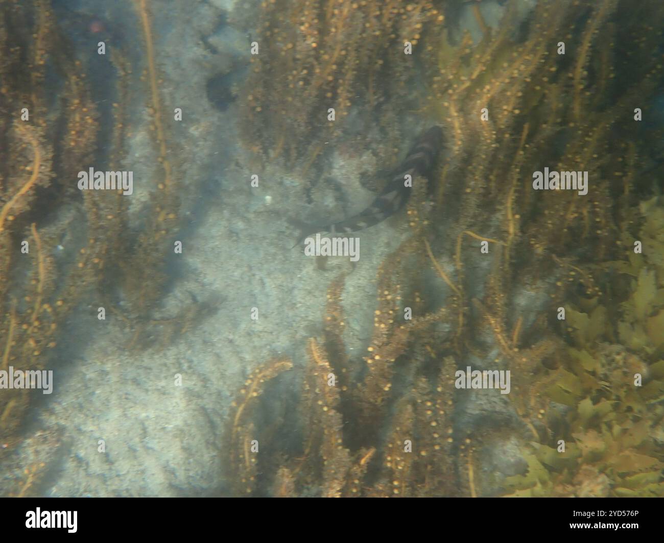 Banded Morwong (Chirodactylus spectabilis Stock Photo - Alamy