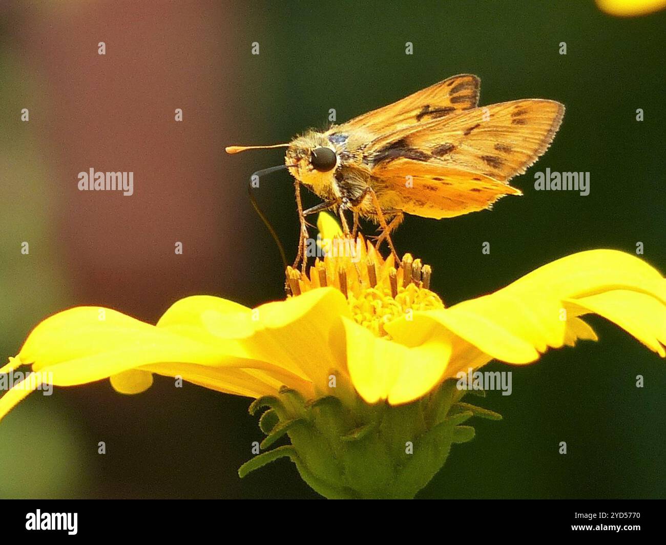 Fiery Skipper (Hylephila phyleus Stock Photo - Alamy