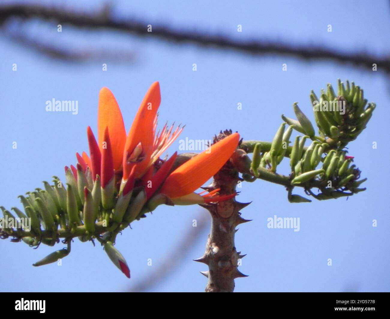 Coral trees (Erythrina Stock Photo - Alamy