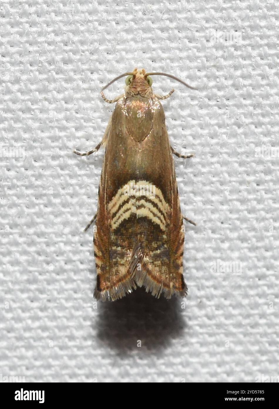 Three-lined Grapholita Moth (Grapholita tristrigana Stock Photo - Alamy