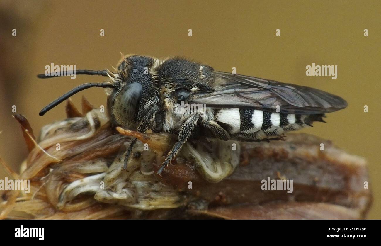 Sharptail Bees (Coelioxys Stock Photo - Alamy