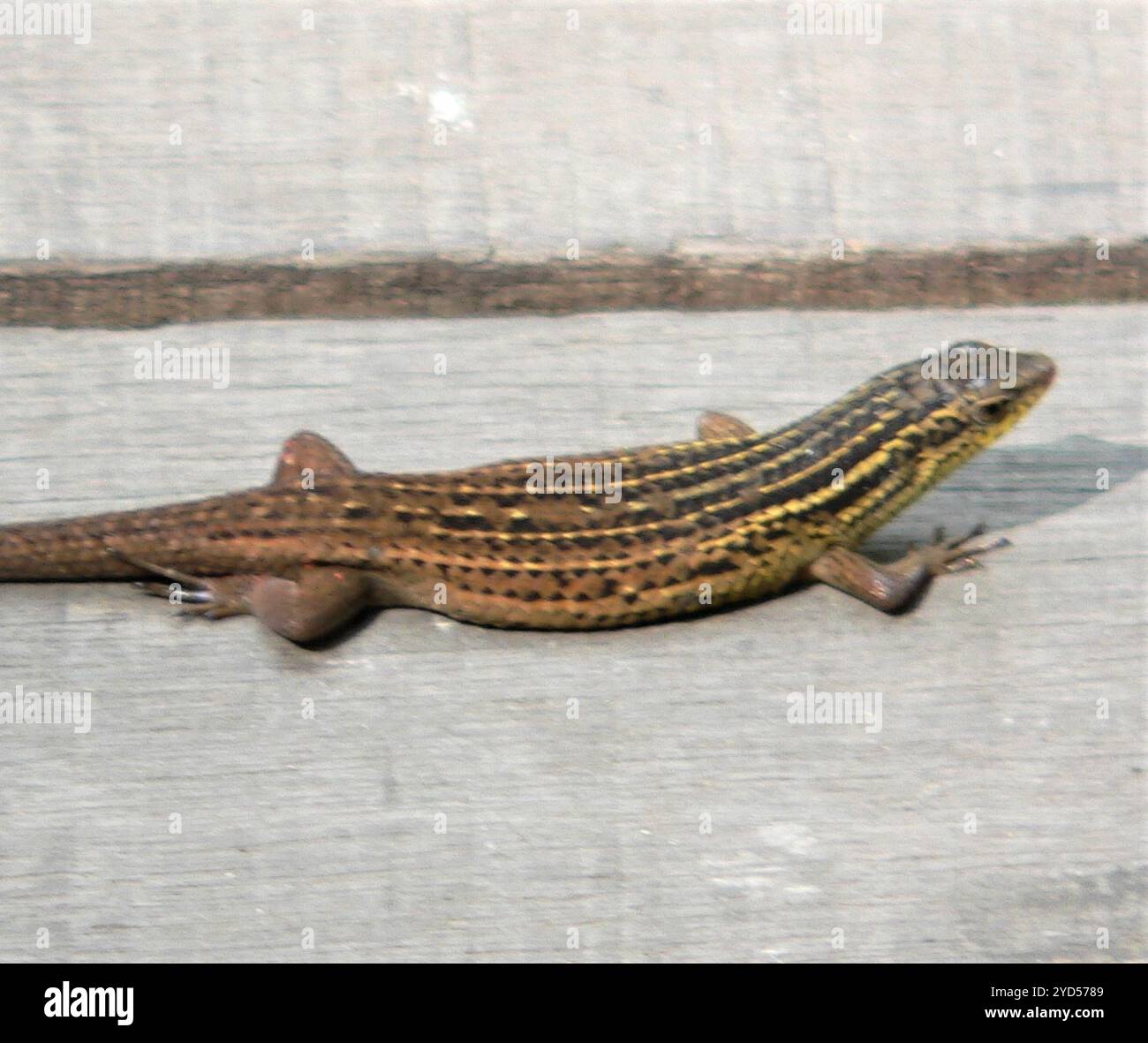 Rough-scaled Sun Skink (Eutropis rugifera Stock Photo - Alamy
