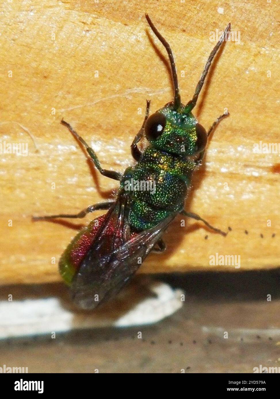 Ruby-tailed Cuckoo Wasps (Chrysis ignita Stock Photo - Alamy