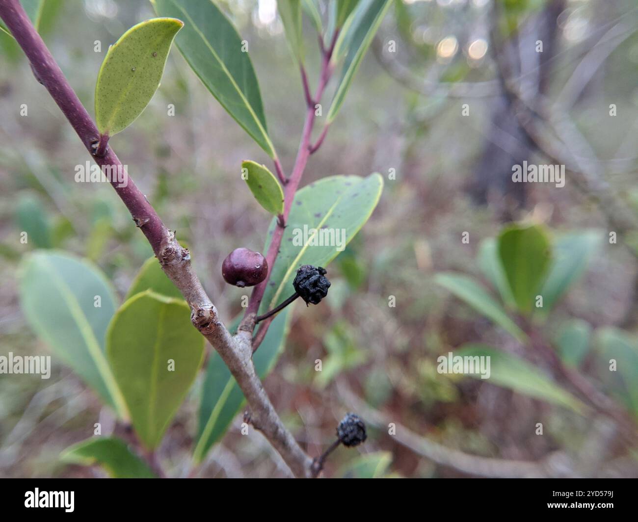 Large Gallberry (Ilex coriacea Stock Photo - Alamy