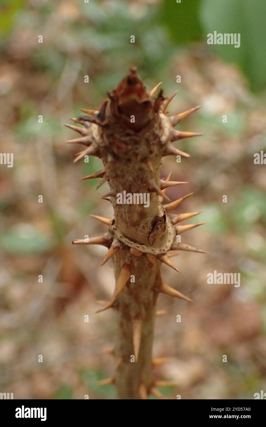 devil's walkingstick (Aralia spinosa Stock Photo - Alamy