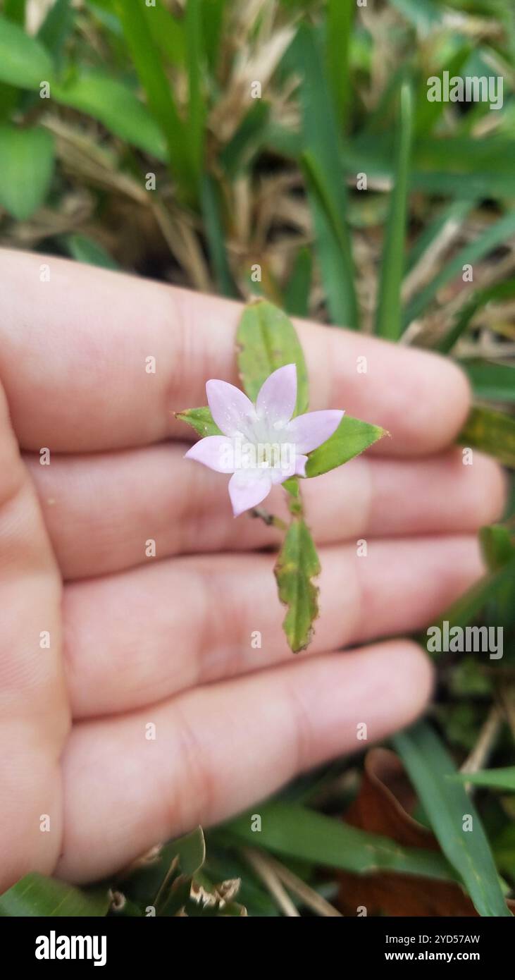 largeflower Mexican clover (Richardia grandiflora Stock Photo - Alamy