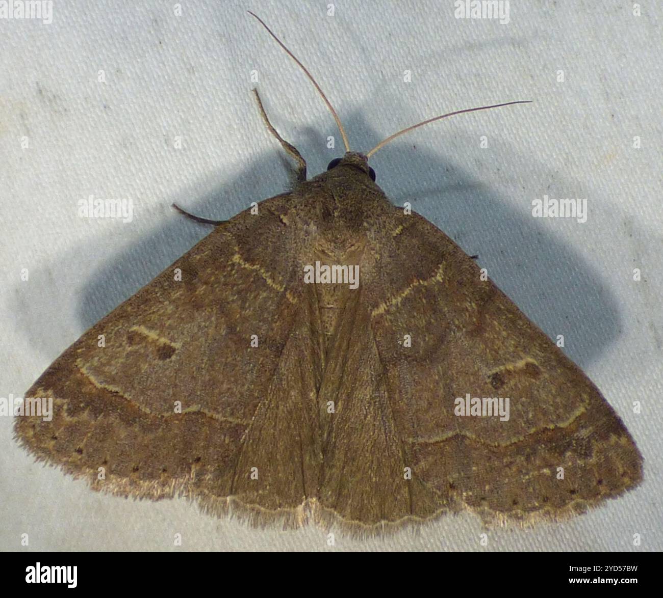 Common Oak Moth (Phoberia atomaris Stock Photo - Alamy