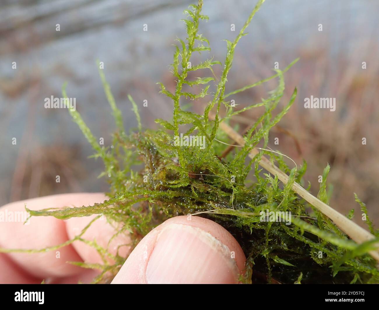 Kneiff's hook-moss (Drepanocladus aduncus Stock Photo - Alamy