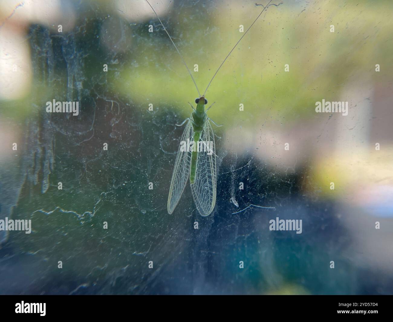 common green lacewings (Chrysoperla Stock Photo - Alamy