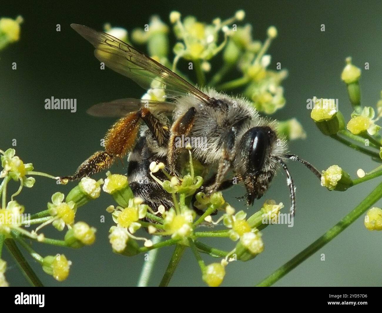 Mining Bees (Andrena Stock Photo - Alamy
