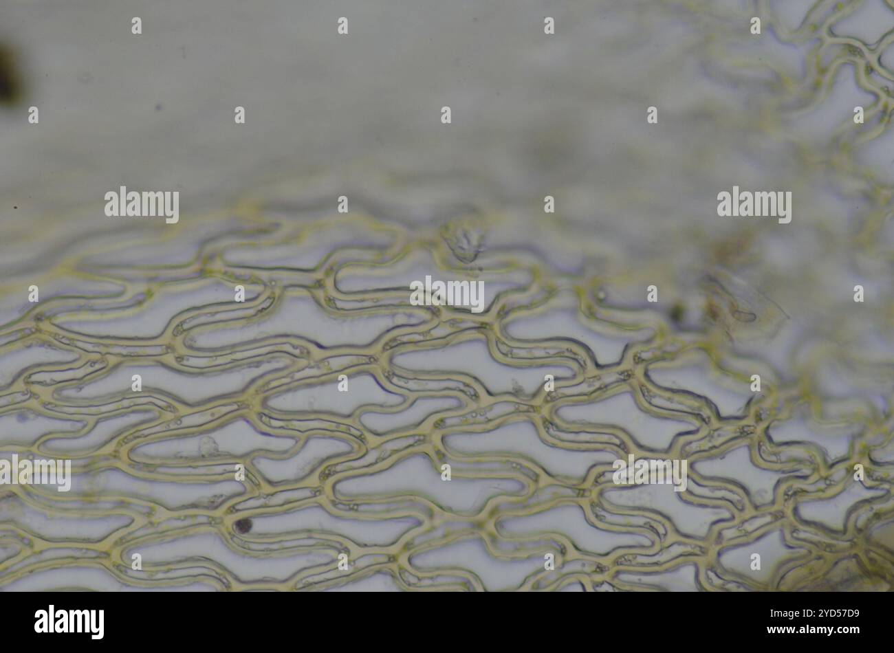 Papillose peatmoss hi-res stock photography and images - Alamy