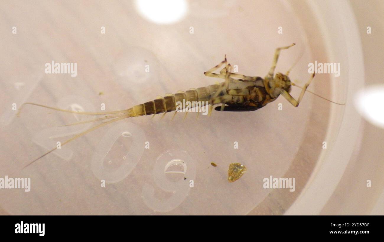 Small Mayflies (Baetidae Stock Photo - Alamy