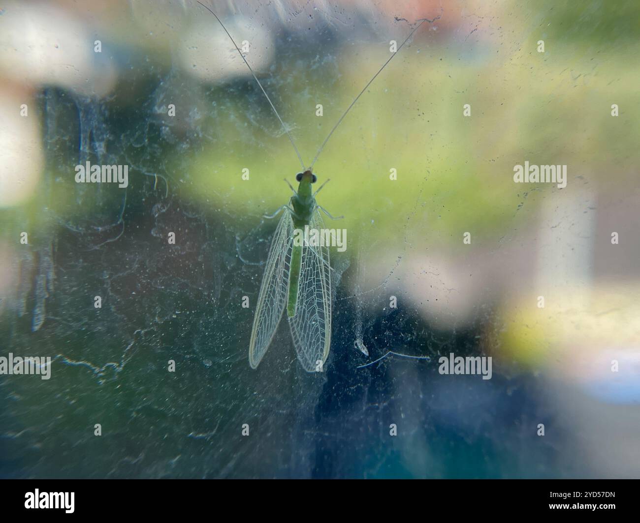 common green lacewings (Chrysoperla Stock Photo - Alamy