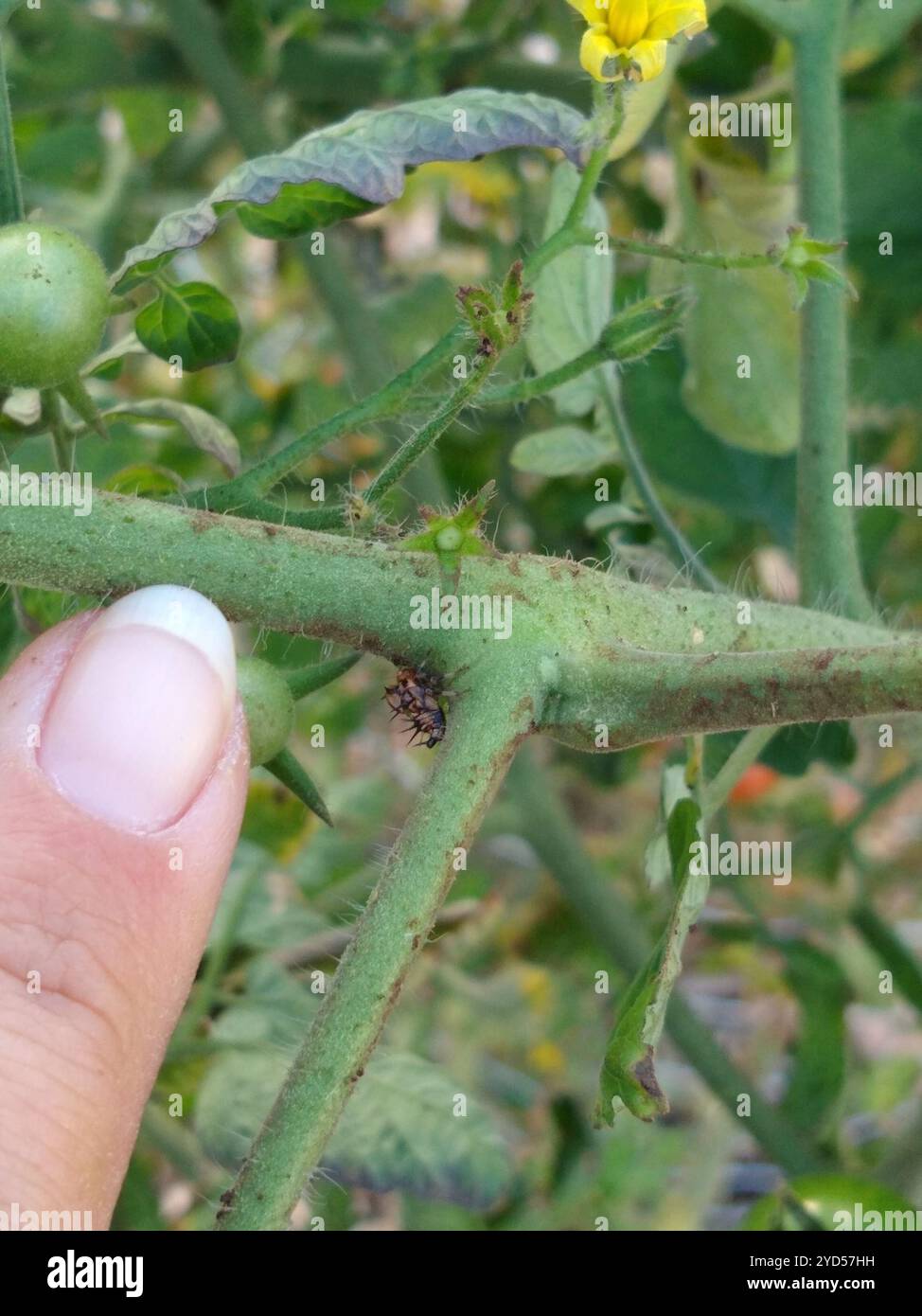Typical Treehoppers (Membracidae Stock Photo - Alamy