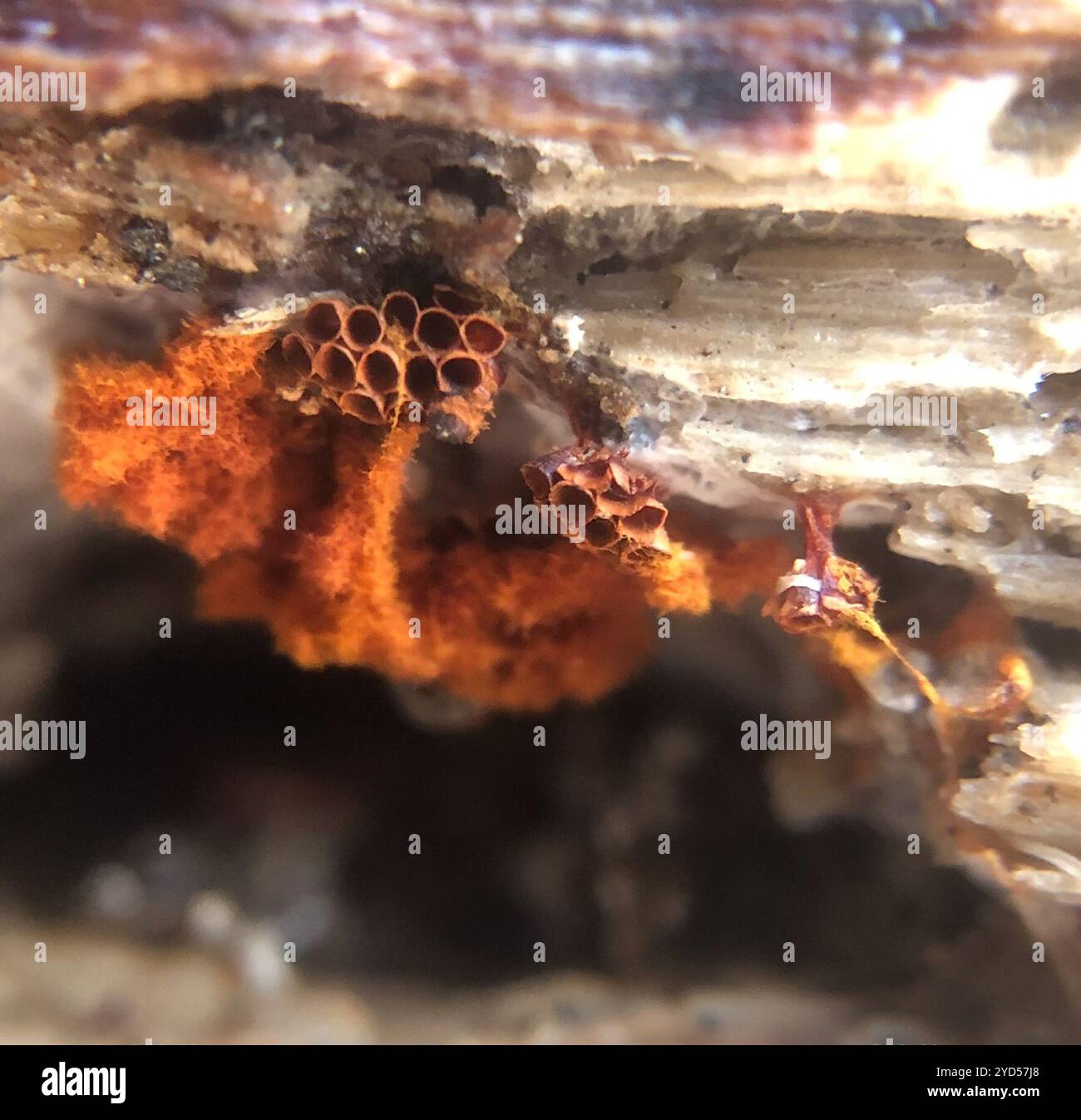 Wasp's Nest Slime Mold (Metatrichia vesparia Stock Photo - Alamy