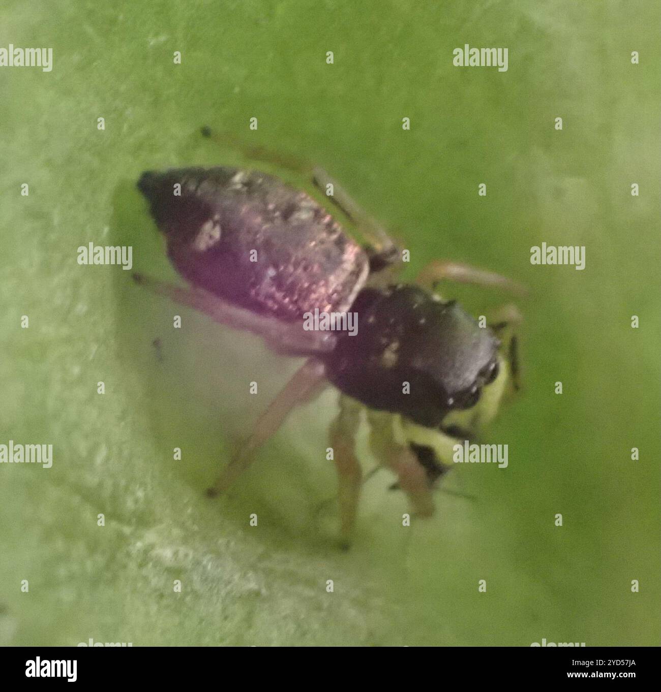 Copper sun jumper hi-res stock photography and images - Alamy