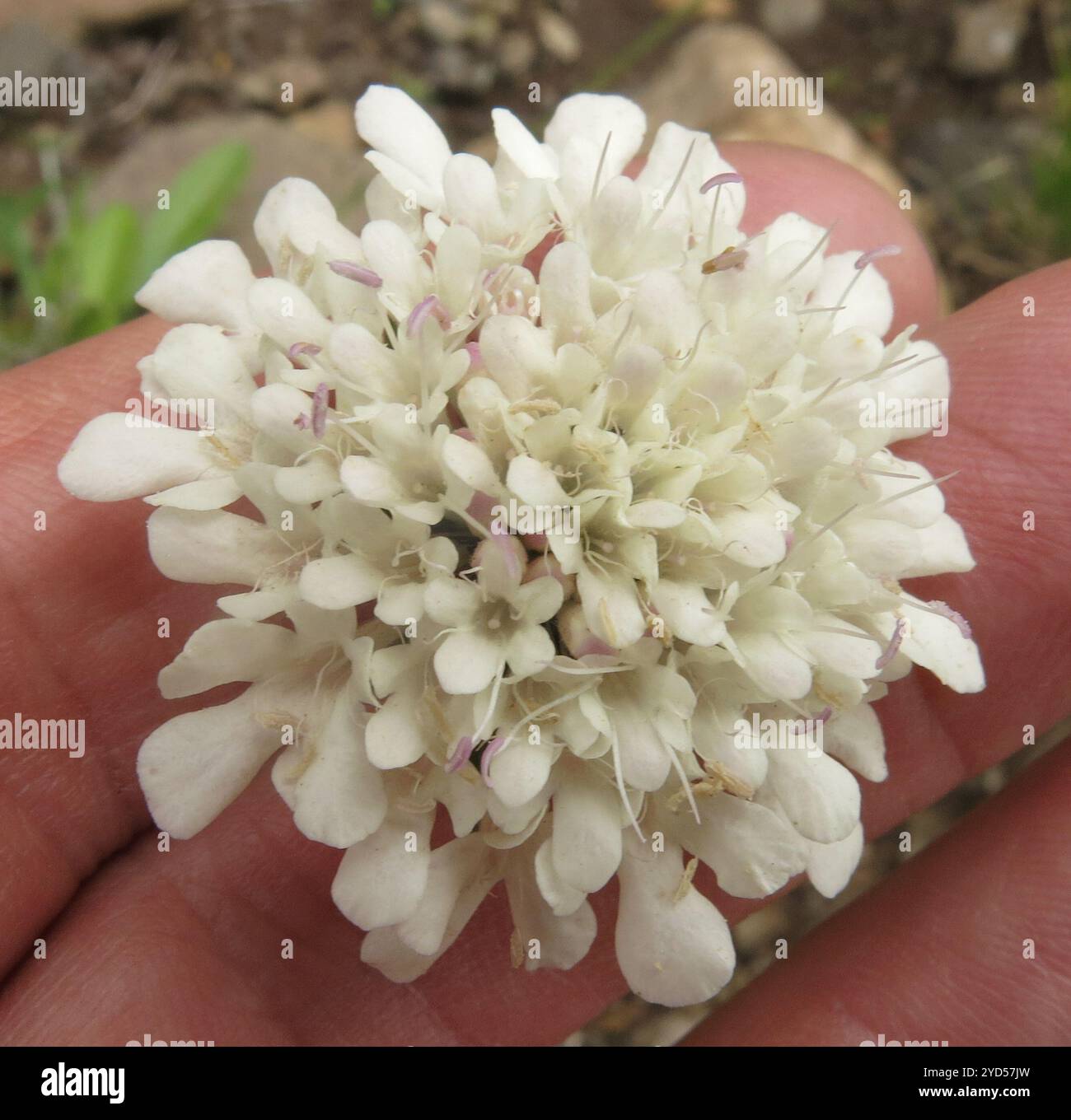 Small Scabious (Scabiosa columbaria Stock Photo - Alamy
