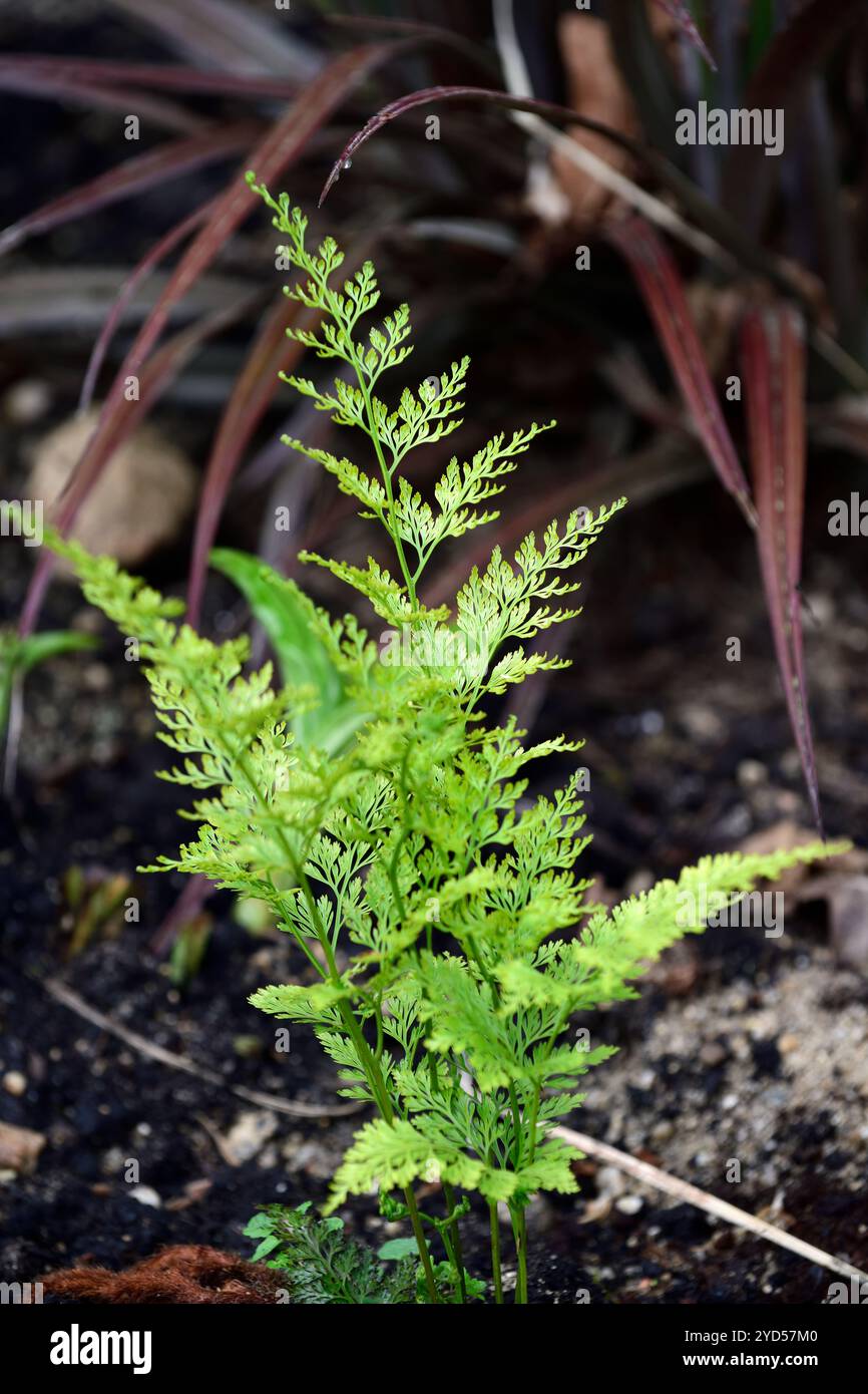 davallia bullata,squirrel's-foot fern,fronds,frond,foliage,woodland ...