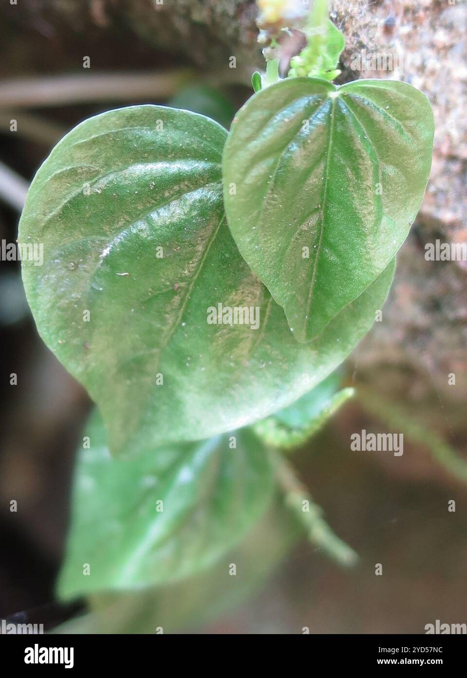 Pepper elder (Peperomia pellucida Stock Photo - Alamy