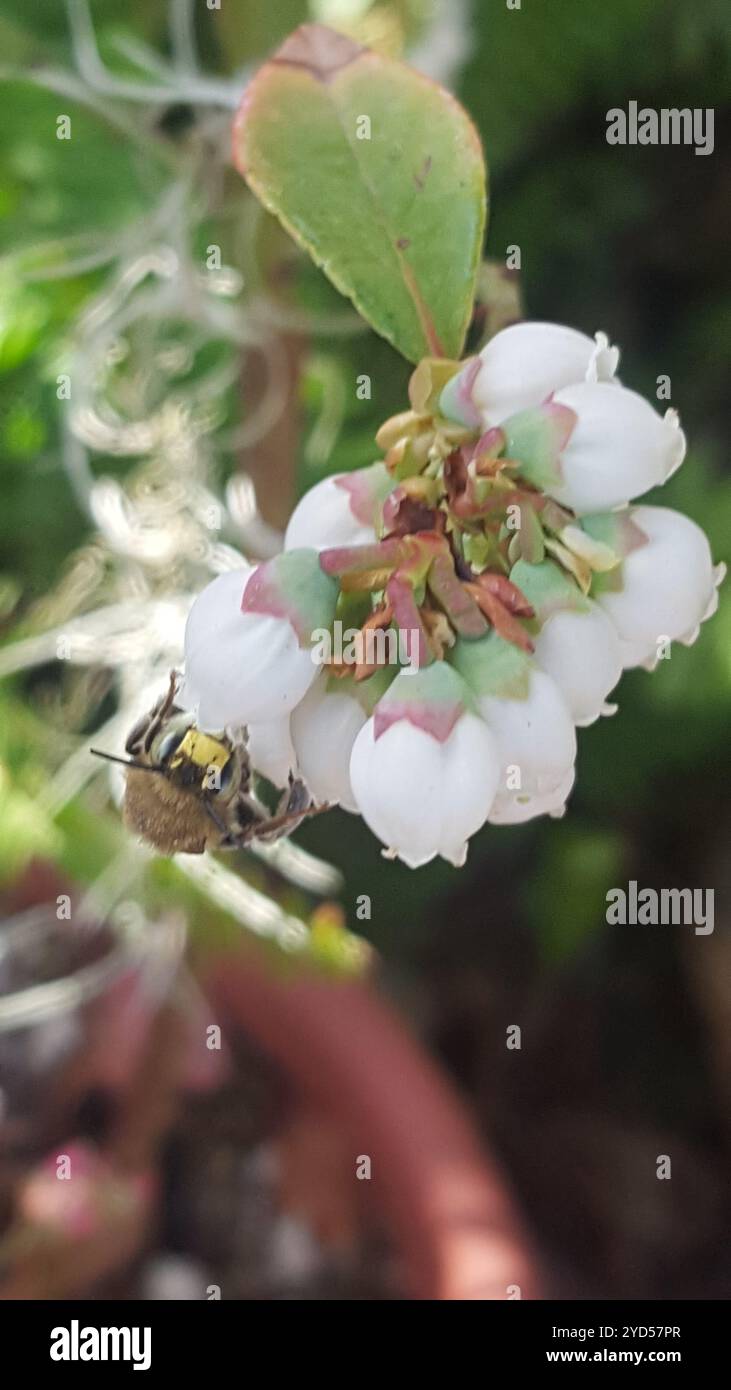 California Digger Bee (Anthophora californica Stock Photo - Alamy
